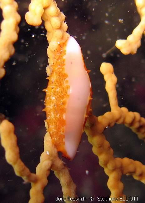 Simnia spelta | DORIS