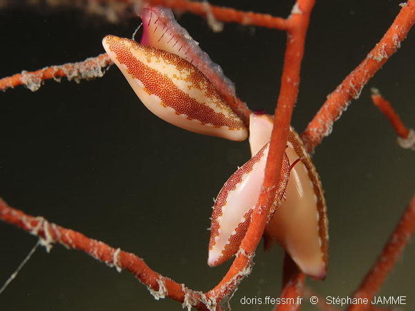 Simnia spelta | DORIS