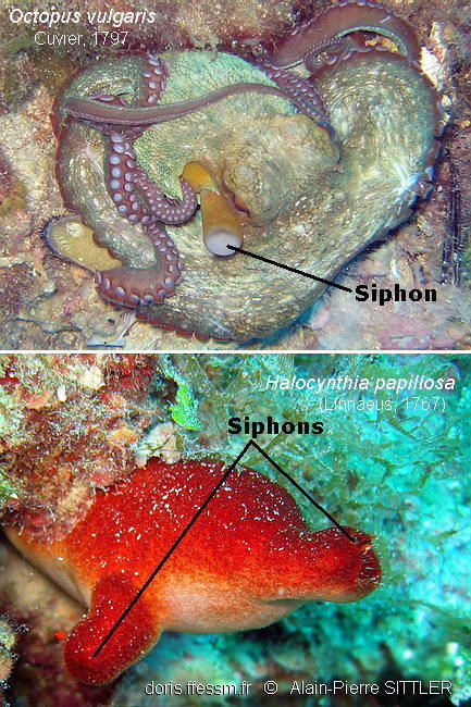 Siphon | Glossaire DORIS