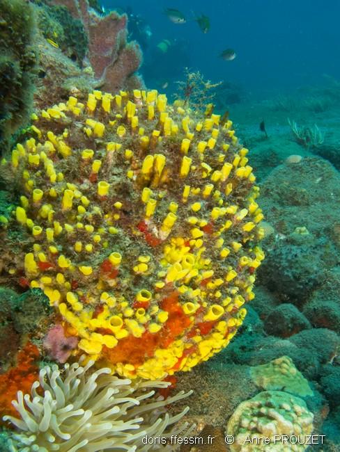 Siphonodictyon coralliphagum | DORIS