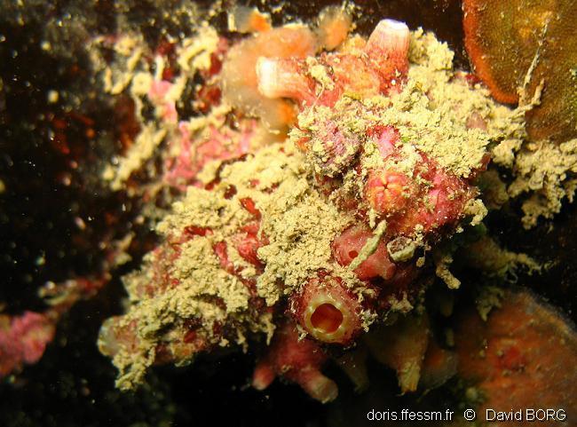 Polycarpa scuba | DORIS