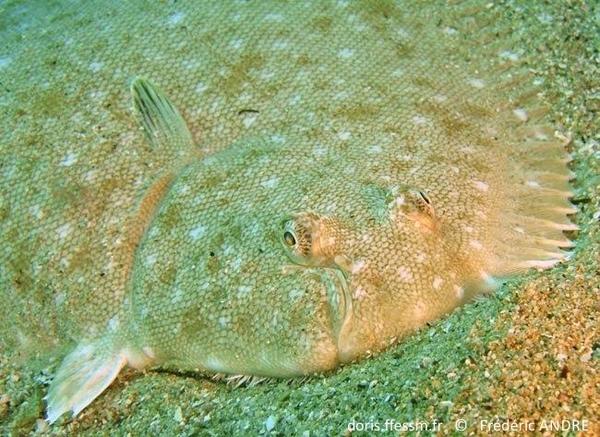 Solea senegalensis | DORIS