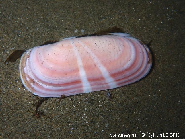 Solecurtus strigilatus | DORIS