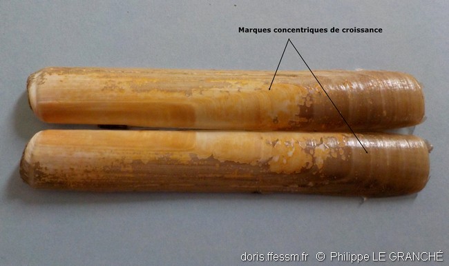 Solen marginatus | DORIS