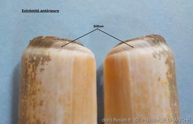 Solen marginatus | DORIS