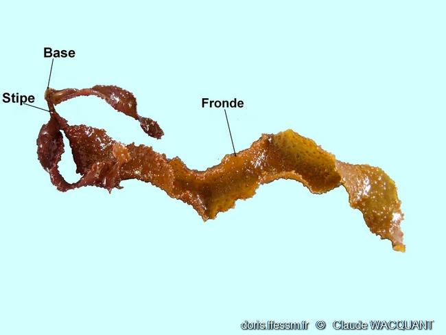 Rissoella verruculosa | DORIS