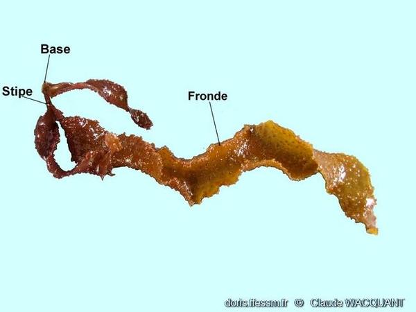 Rissoella verruculosa | DORIS