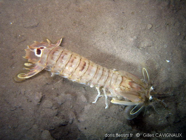 Squilla mantis | DORIS