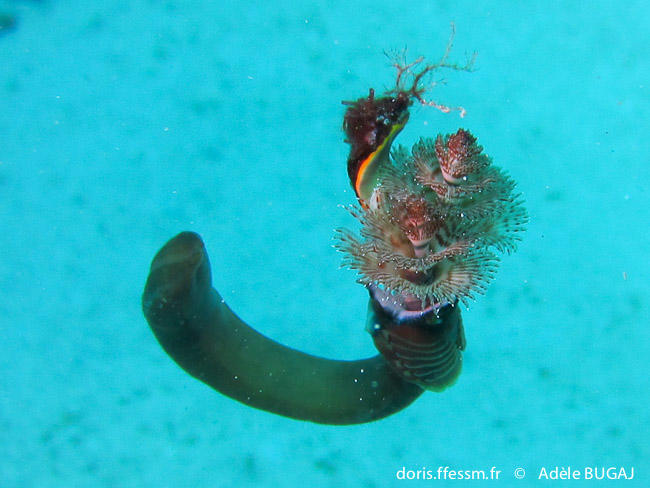 Spirobranchus giganteus | DORIS