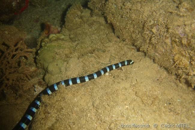 Laticauda laticaudata | DORIS