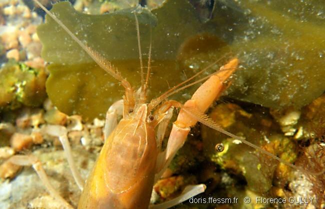 Axius stirhynchus | DORIS