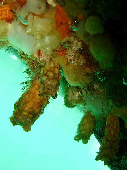 Styela clava | DORIS