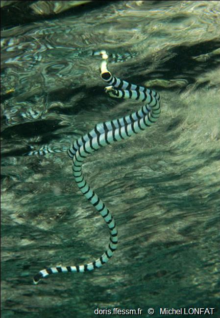 Laticauda laticaudata | DORIS