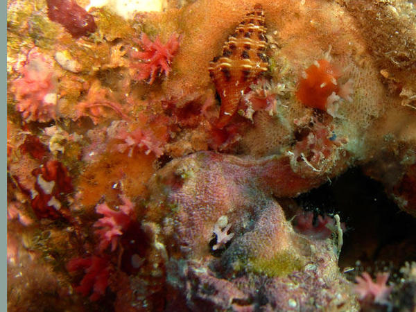 Miniacina miniacea | DORIS