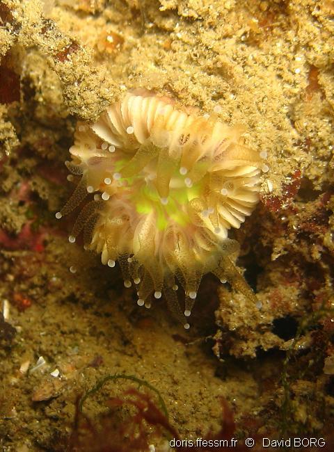 Caryophyllia (Caryophyllia) smithii | DORIS