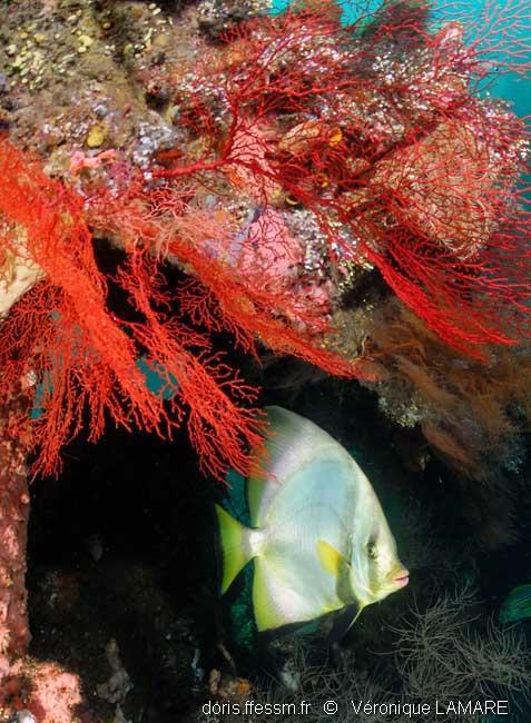 Platax pinnatus | DORIS