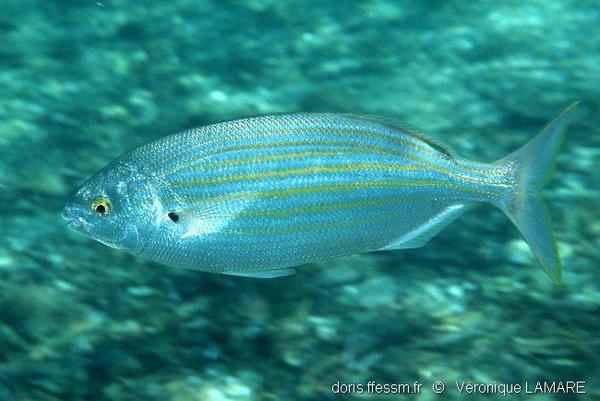 Sarpa salpa | DORIS