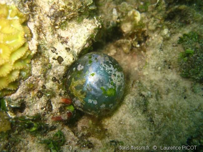 Valonia ventricosa | DORIS