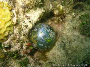 Valonia ventricosa | DORIS