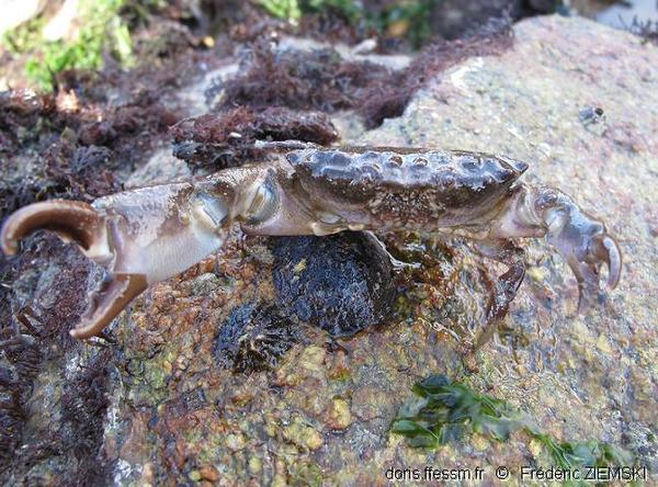 Xantho hydrophilus | DORIS