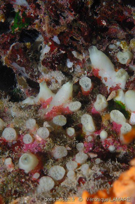 Cliona viridis | DORIS