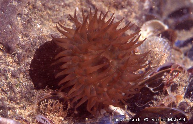 Actinia equina | DORIS