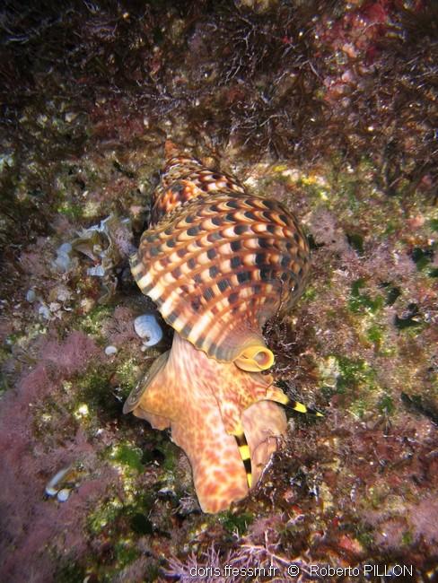 Charonia variegata | DORIS