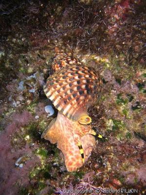 Charonia variegata | DORIS