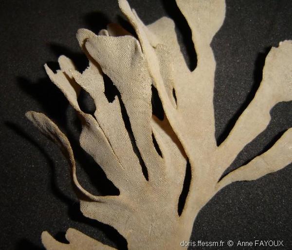 Flustra foliacea | DORIS