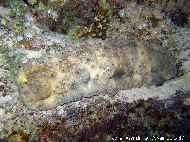 Stichopus herrmanni | DORIS