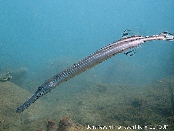 Aulostomus maculatus | DORIS