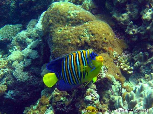 Pygoplites diacanthus | DORIS