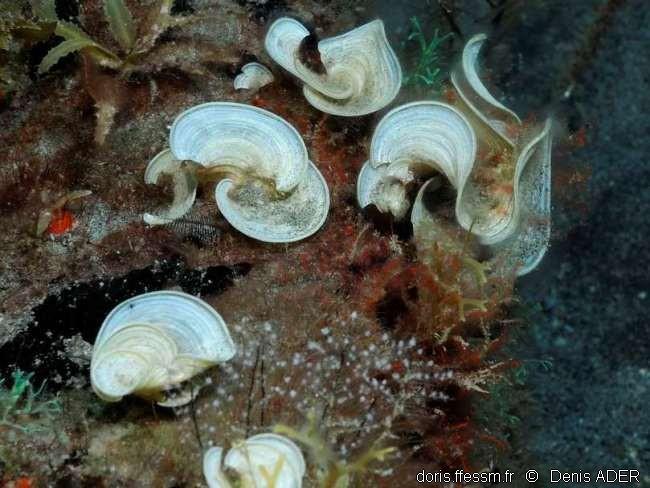 Padina pavonica | DORIS