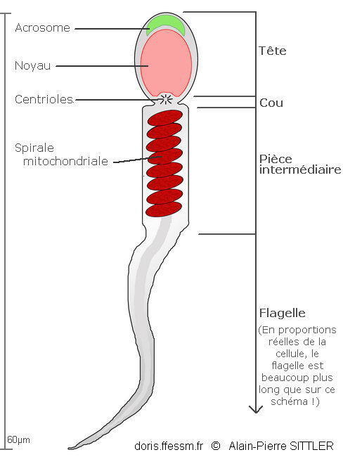 Spermatozoïde | Glossaire DORIS