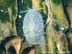 Sphaeroma serratum | DORIS