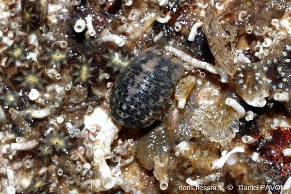 Sphaeroma serratum | DORIS