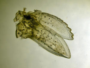 Sphaeroma serratum | DORIS