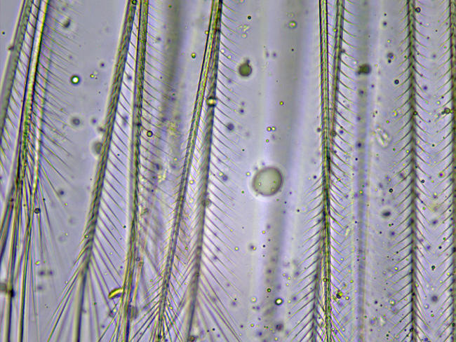 Sphaeroma serratum | DORIS
