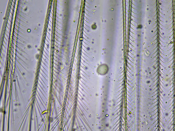Sphaeroma serratum | DORIS