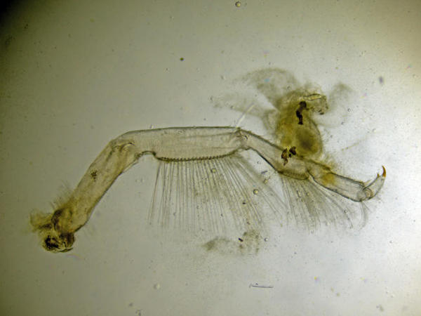 Sphaeroma serratum | DORIS
