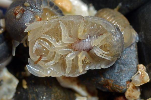 Sphaeroma serratum | DORIS