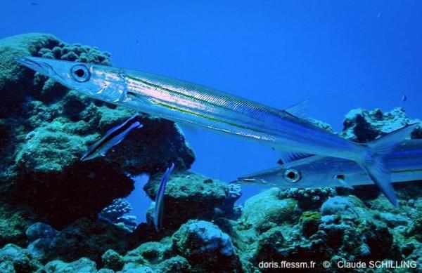 Sphyraena helleri | DORIS