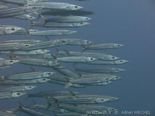 Sphyraena picudilla | DORIS