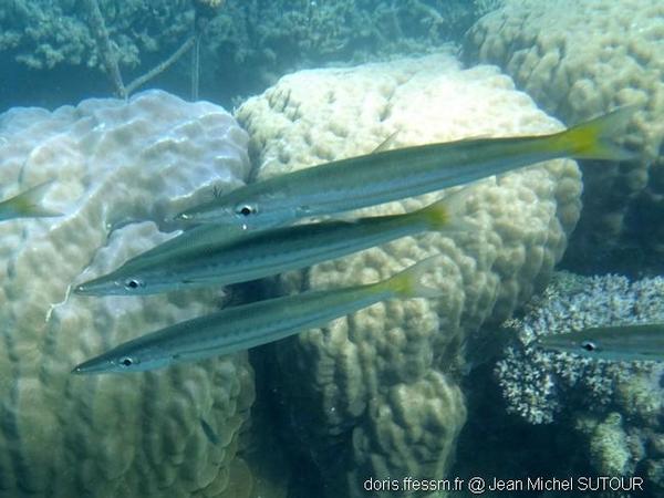 Sphyraena flavicauda | DORIS