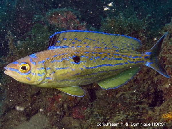 Spicara smaris | DORIS