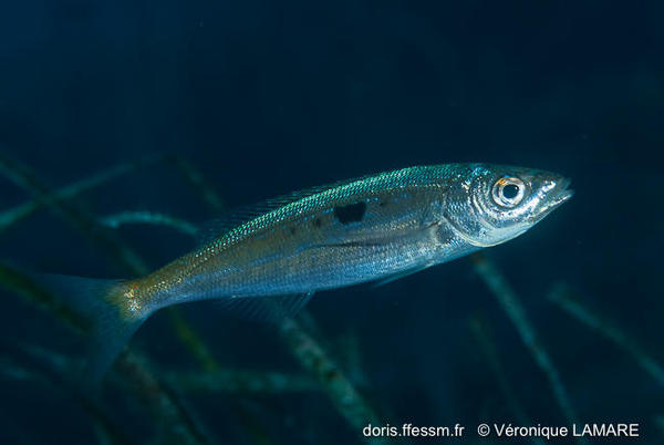 Spicara smaris | DORIS