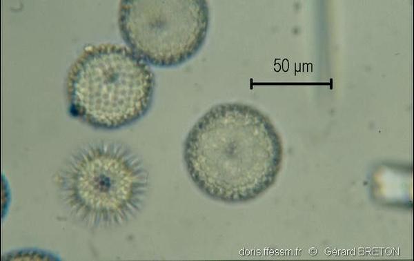Geodia neptuni | DORIS