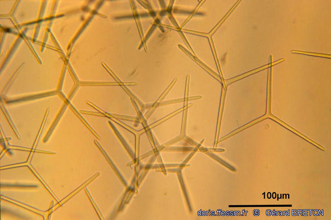 Clathrina rubra | DORIS