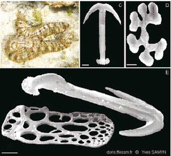 Synapta maculata | DORIS