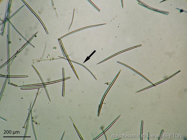 Ciocalypta penicillus | DORIS